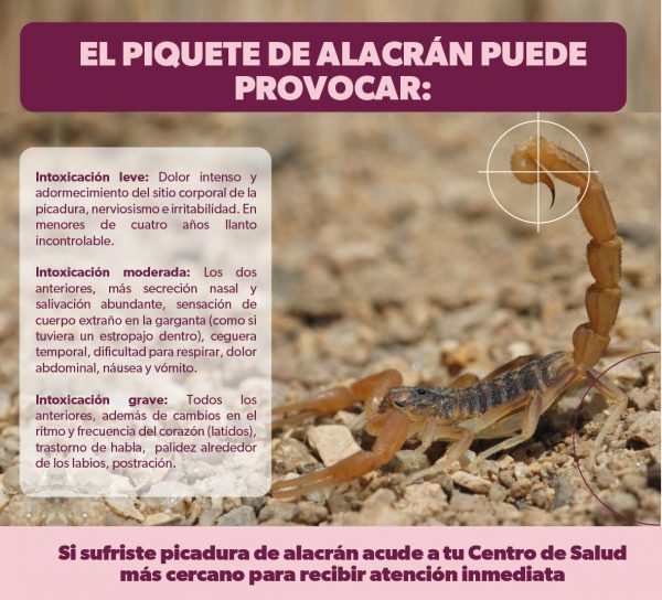 Pauta Informativa | Llaman a cuidarse de las picaduras de alacrán