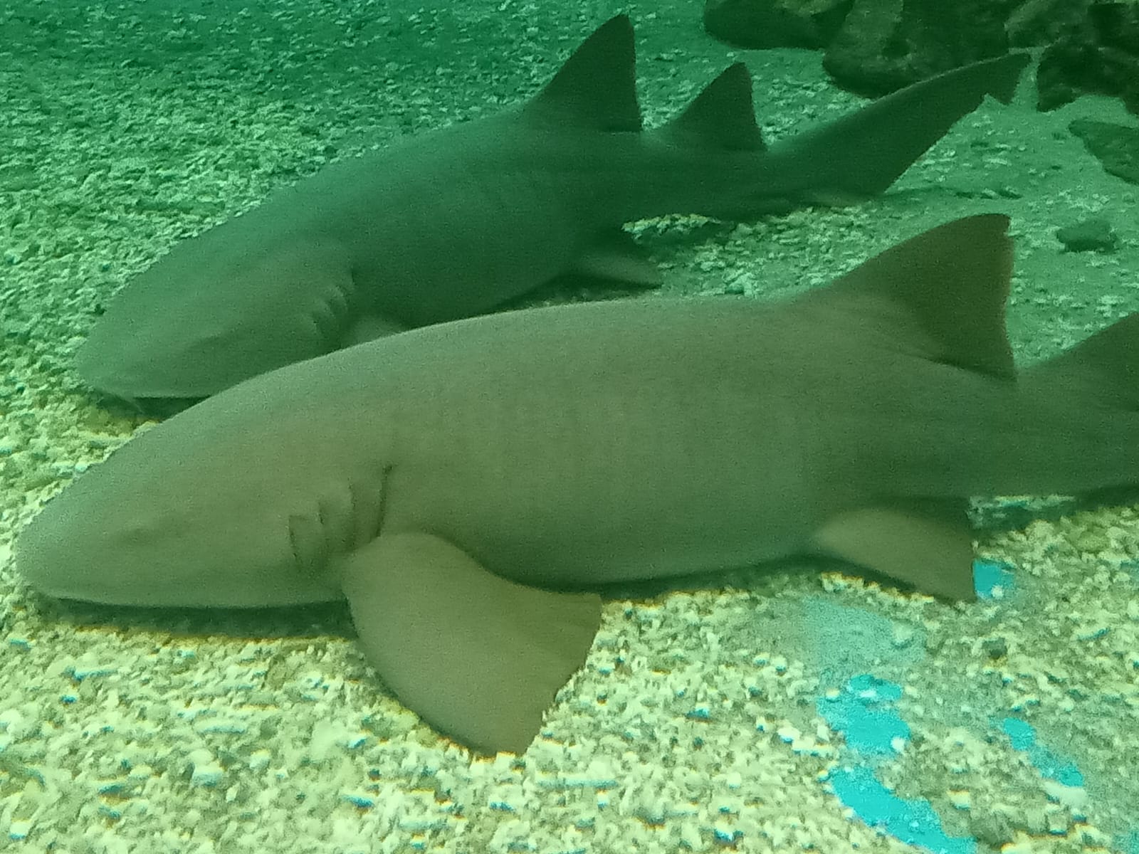 Pauta Informativa | Conoce el Acuario del Zoológico de Morelia