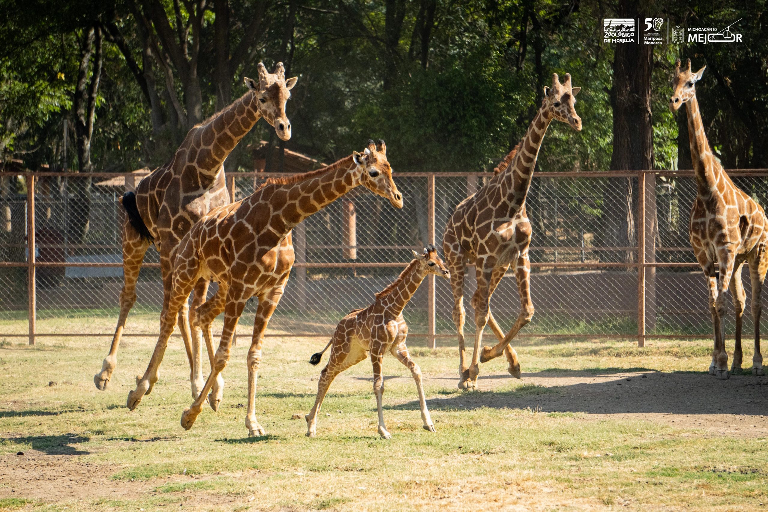 Pauta Informativa | ¡Ya puedes visitar a la bebé jirafa del Zoológico de Morelia!